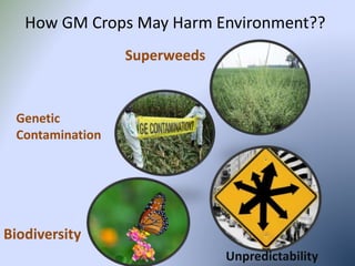 Gm crops and its environmental feasibilty | PPTX