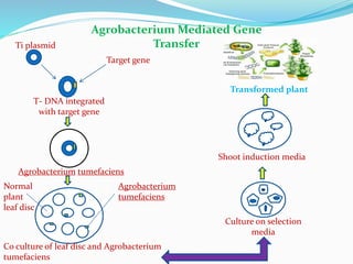 Genetic Engineering in Insect Pest management | PPT