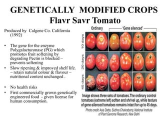 Genetically Modified Crops SMG | PPTX