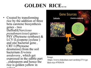 Genetically Modified Crops SMG | PPTX