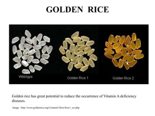 Genetically Modified Crops SMG | PPTX