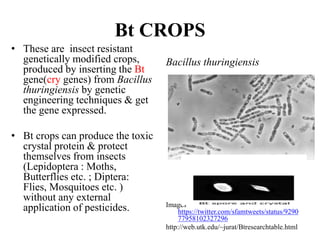 Genetically Modified Crops SMG | PPTX