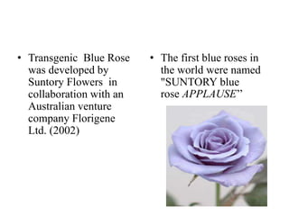 Genetically Modified Crops SMG | PPTX