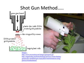 Genetically Modified Crops SMG | PPT
