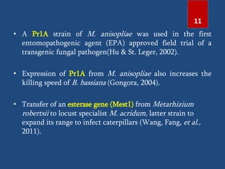 Genetically modified entomopathogenic fungi | PPTX