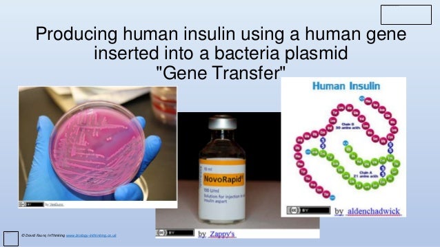Genetic modification: enzymes for making insulin using GMO E.coli