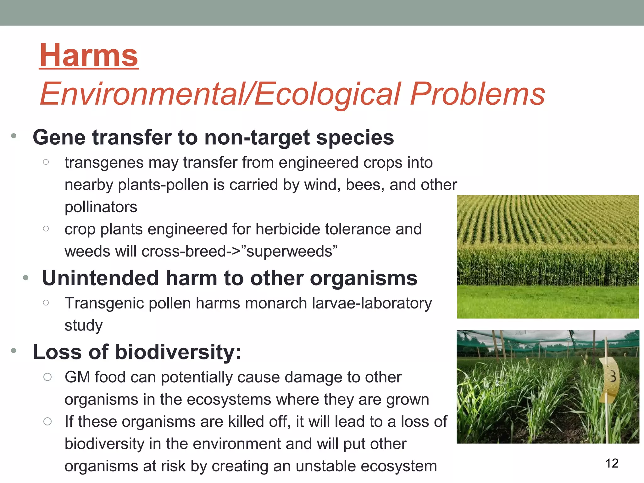 Genetically modified food | PPT