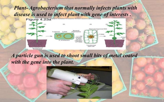 Genetically modified foods, Labelling | PPTX | Agriculture | Industries
