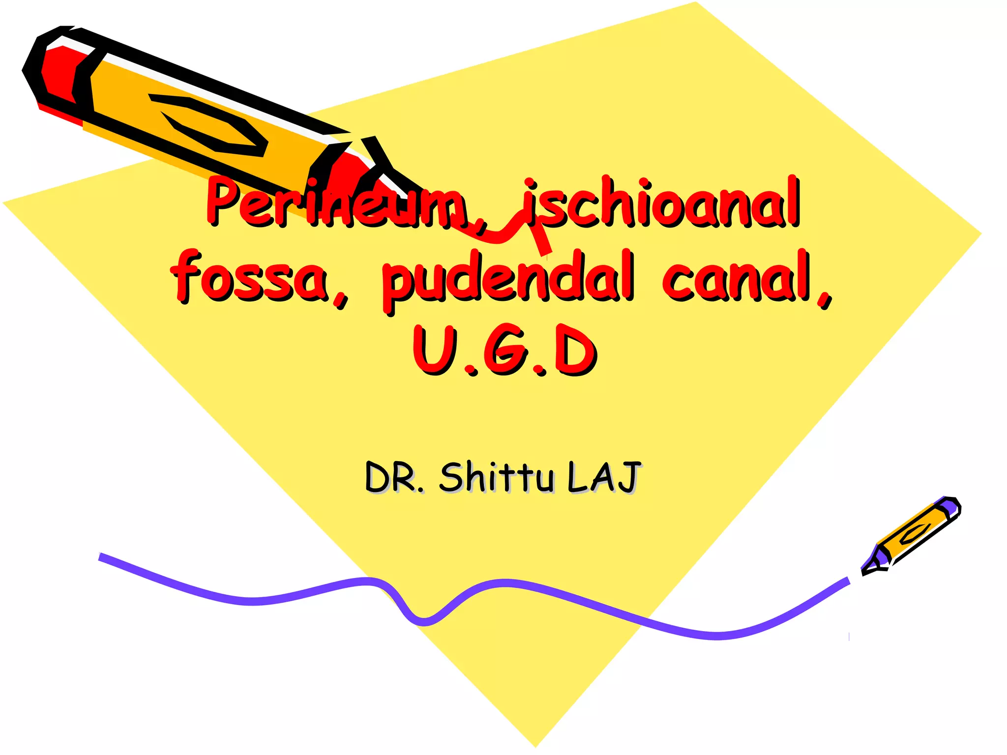 Perineum, ischioanal fossa, pudendal canal, urogenital diaphragm | PPT