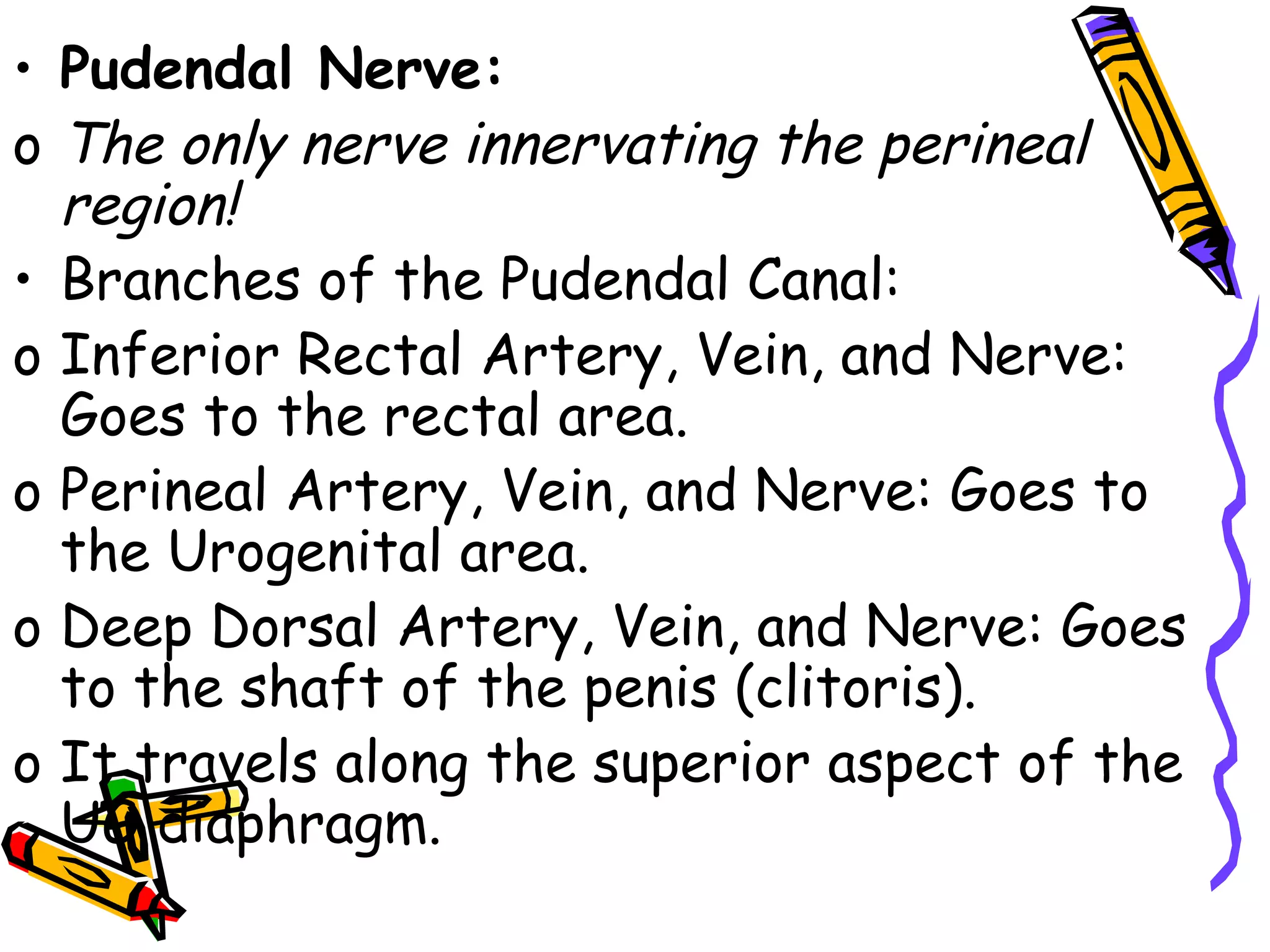Perineum, ischioanal fossa, pudendal canal, urogenital diaphragm | PPT