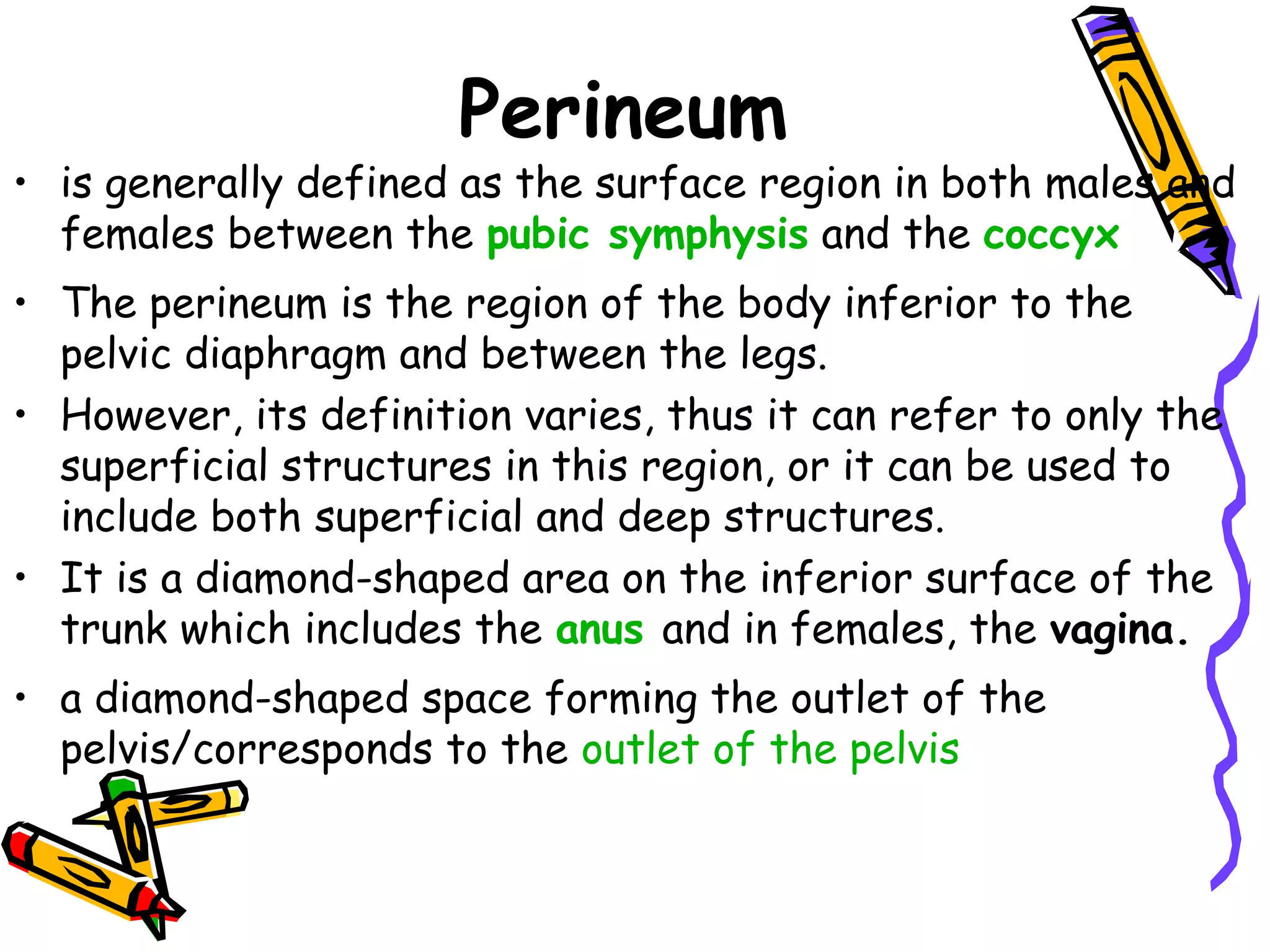 Perineum, ischioanal fossa, pudendal canal, urogenital diaphragm | PPT