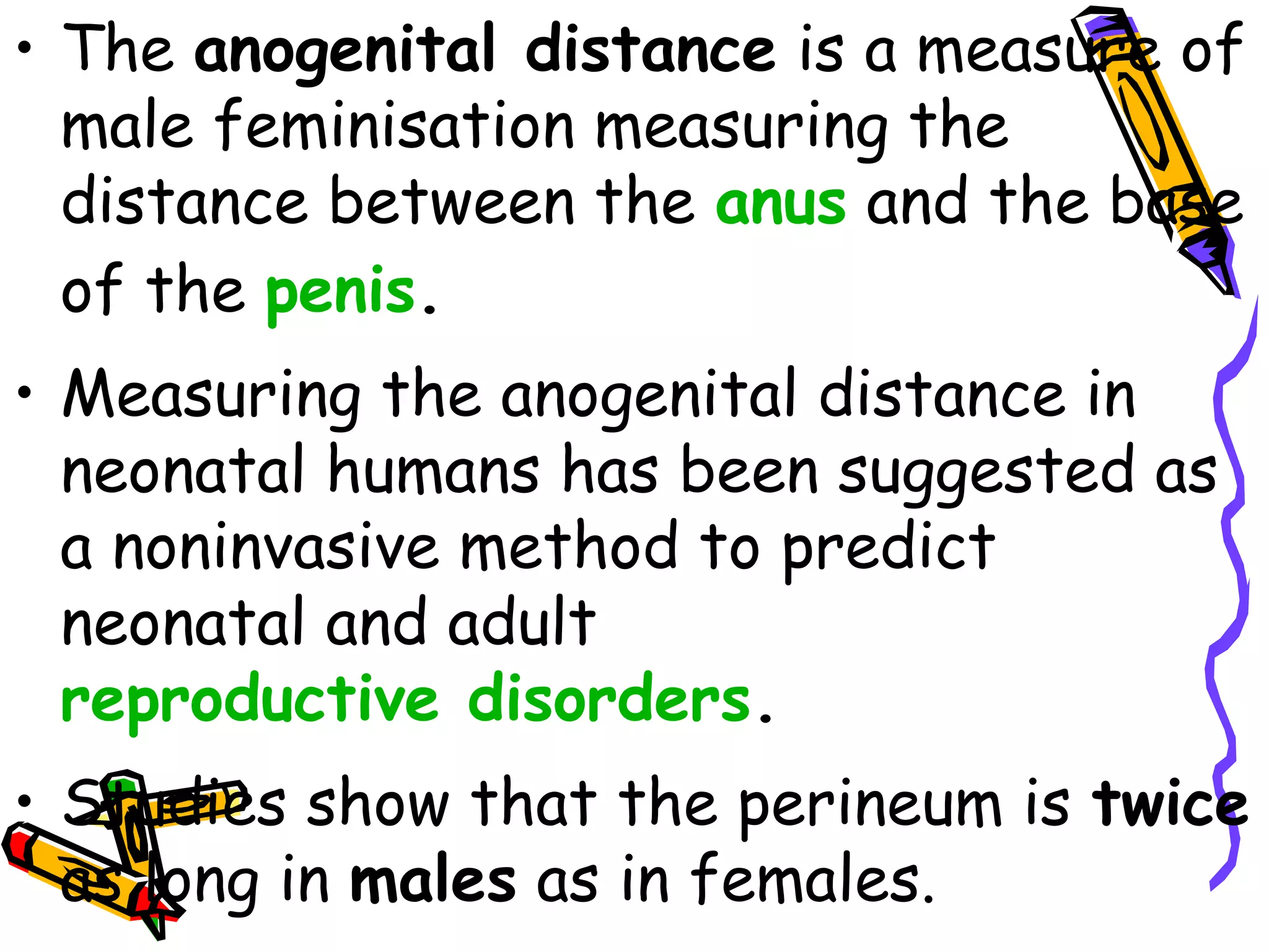 Perineum, ischioanal fossa, pudendal canal, urogenital diaphragm | PPT