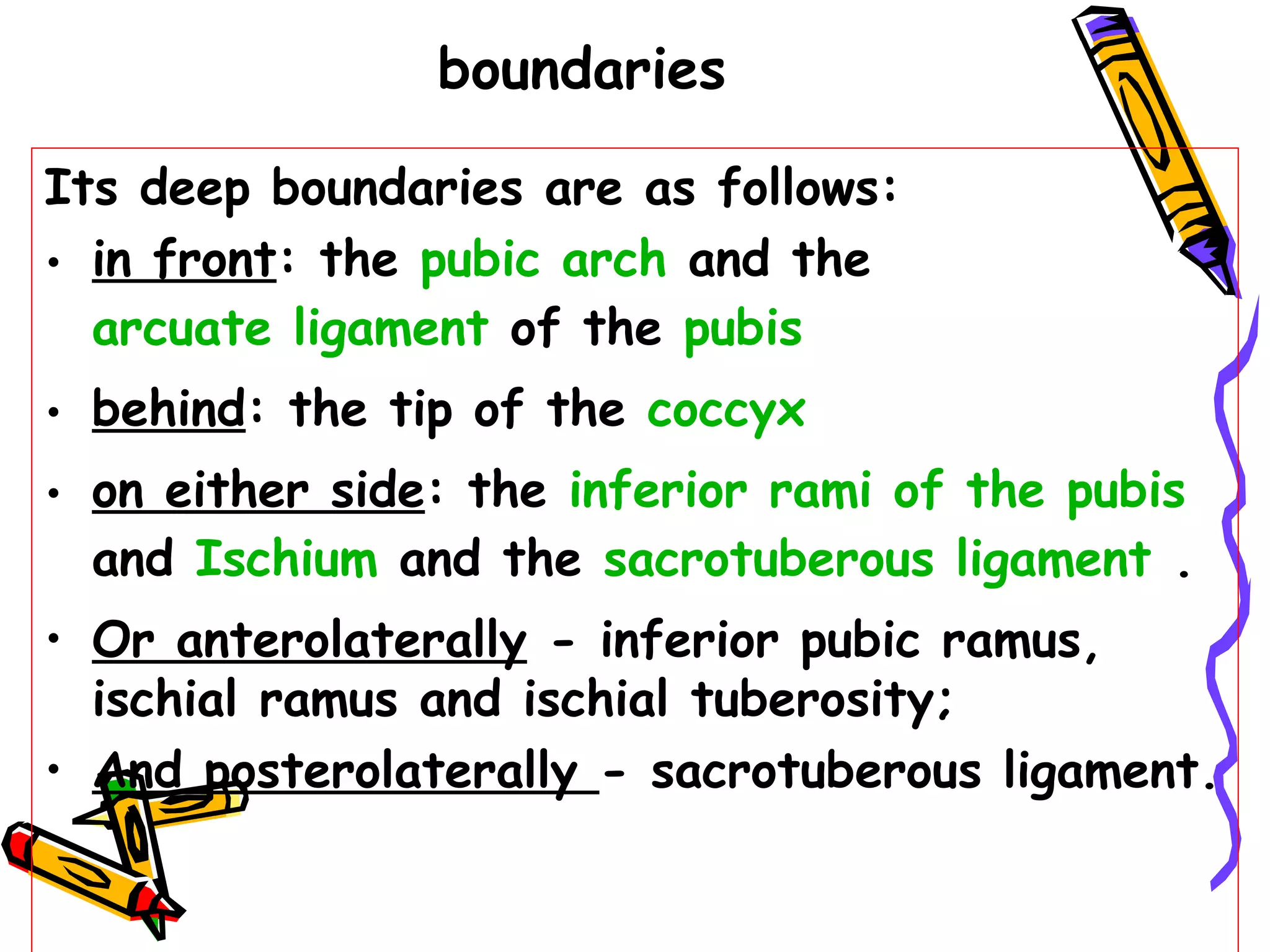 Perineum, ischioanal fossa, pudendal canal, urogenital diaphragm | PPT