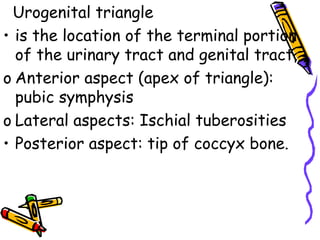 Perineum, ischioanal fossa, pudendal canal, urogenital diaphragm | PPT