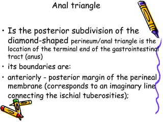 Perineum, ischioanal fossa, pudendal canal, urogenital diaphragm | PPT