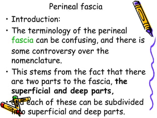 Perineum, ischioanal fossa, pudendal canal, urogenital diaphragm | PPT