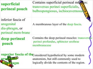 Perineum, ischioanal fossa, pudendal canal, urogenital diaphragm | PPT