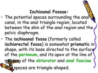 Perineum, ischioanal fossa, pudendal canal, urogenital diaphragm | PPT