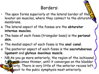 Perineum, ischioanal fossa, pudendal canal, urogenital diaphragm | PPT