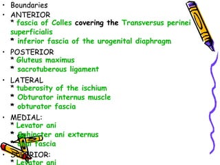 Perineum, ischioanal fossa, pudendal canal, urogenital diaphragm | PPT