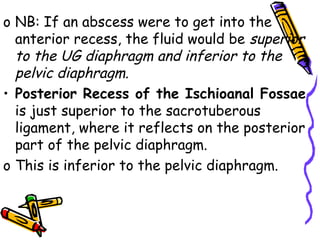 Perineum, ischioanal fossa, pudendal canal, urogenital diaphragm | PPT