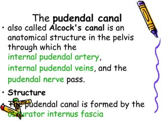 Perineum, ischioanal fossa, pudendal canal, urogenital diaphragm | PPT