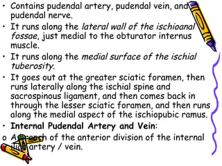 Perineum, ischioanal fossa, pudendal canal, urogenital diaphragm | PPT