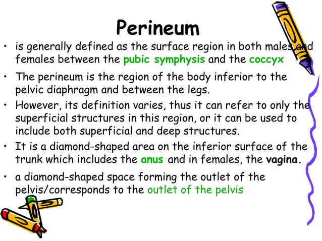 Perineum, ischioanal fossa, pudendal canal, urogenital diaphragm | PPT