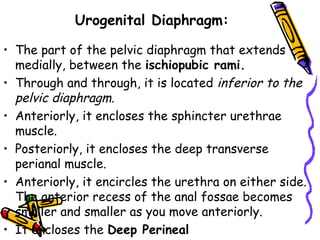 Perineum, ischioanal fossa, pudendal canal, urogenital diaphragm | PPT