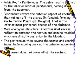 Perineum, ischioanal fossa, pudendal canal, urogenital diaphragm | PPT