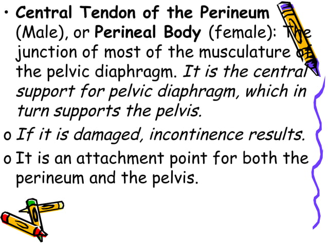 Perineum, ischioanal fossa, pudendal canal, urogenital diaphragm | PPT