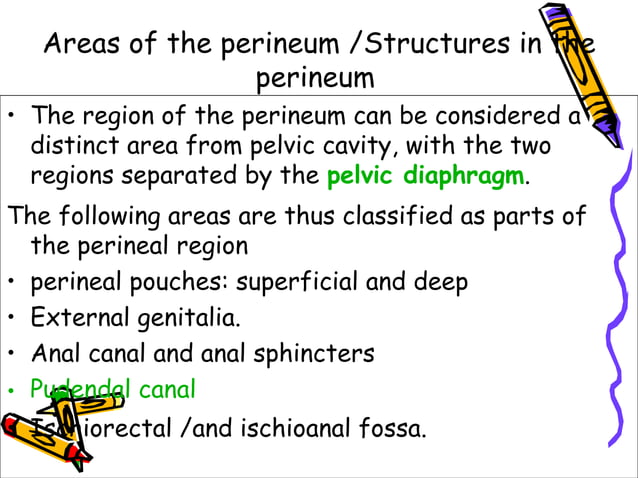 Perineum, ischioanal fossa, pudendal canal, urogenital diaphragm | PPT