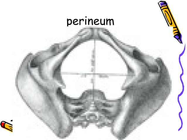 Perineum, ischioanal fossa, pudendal canal, urogenital diaphragm | PPT