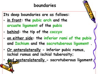 Perineum, ischioanal fossa, pudendal canal, urogenital diaphragm | PPT