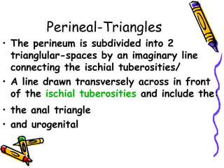 Perineum, ischioanal fossa, pudendal canal, urogenital diaphragm | PPT