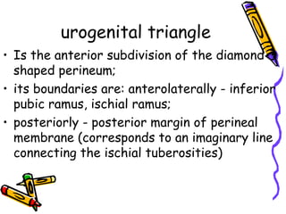 Perineum, ischioanal fossa, pudendal canal, urogenital diaphragm | PPT