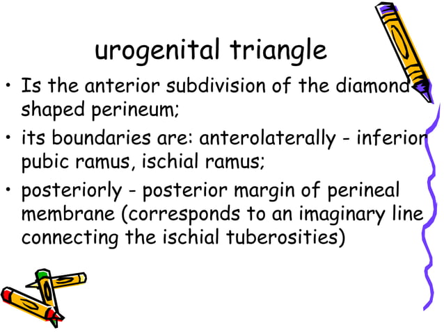 Perineum, ischioanal fossa, pudendal canal, urogenital diaphragm | PPT