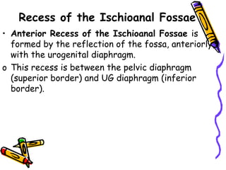 Anterior Recess Of Ischioanal Fossa