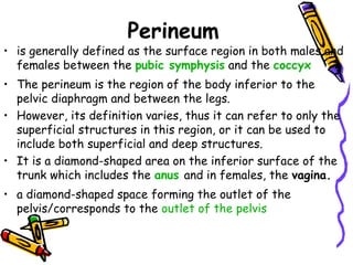 Perineum, ischioanal fossa, pudendal canal, urogenital diaphragm | PPT