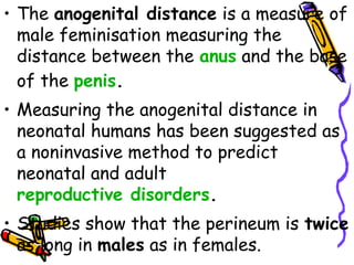 Perineum, ischioanal fossa, pudendal canal, urogenital diaphragm | PPT