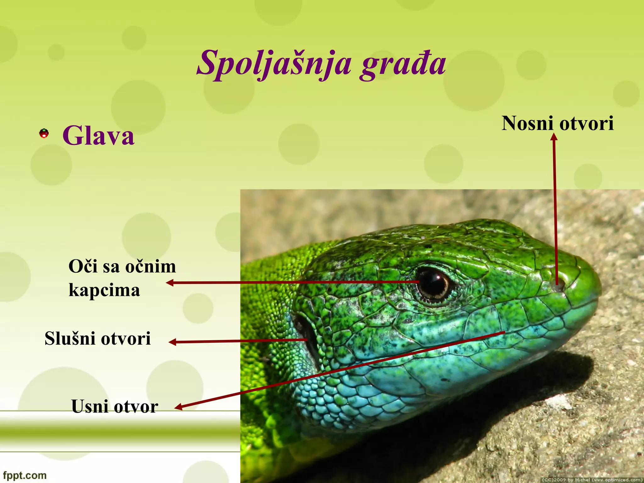 Gmizavci | PPT