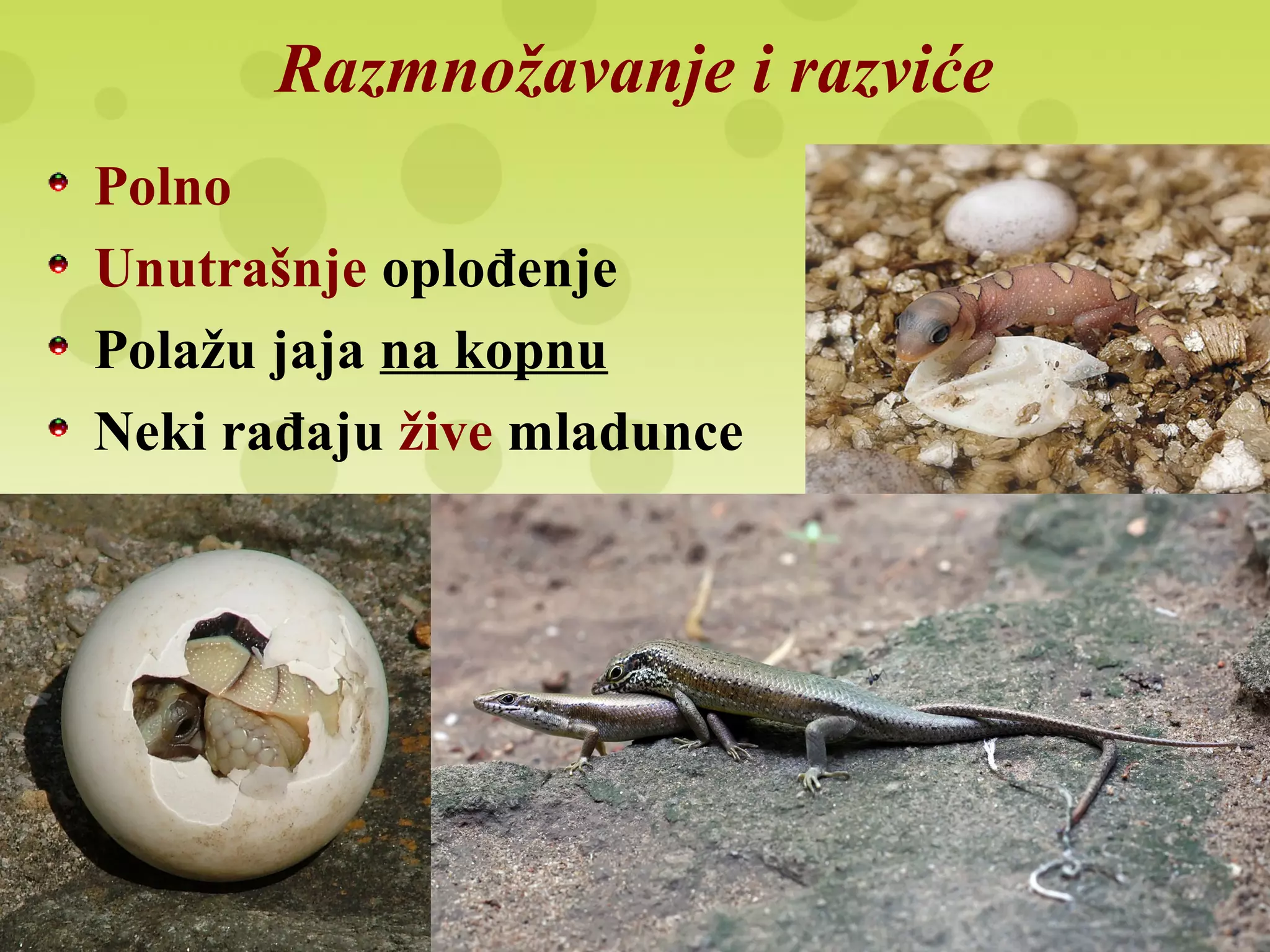 Gmizavci | PPT