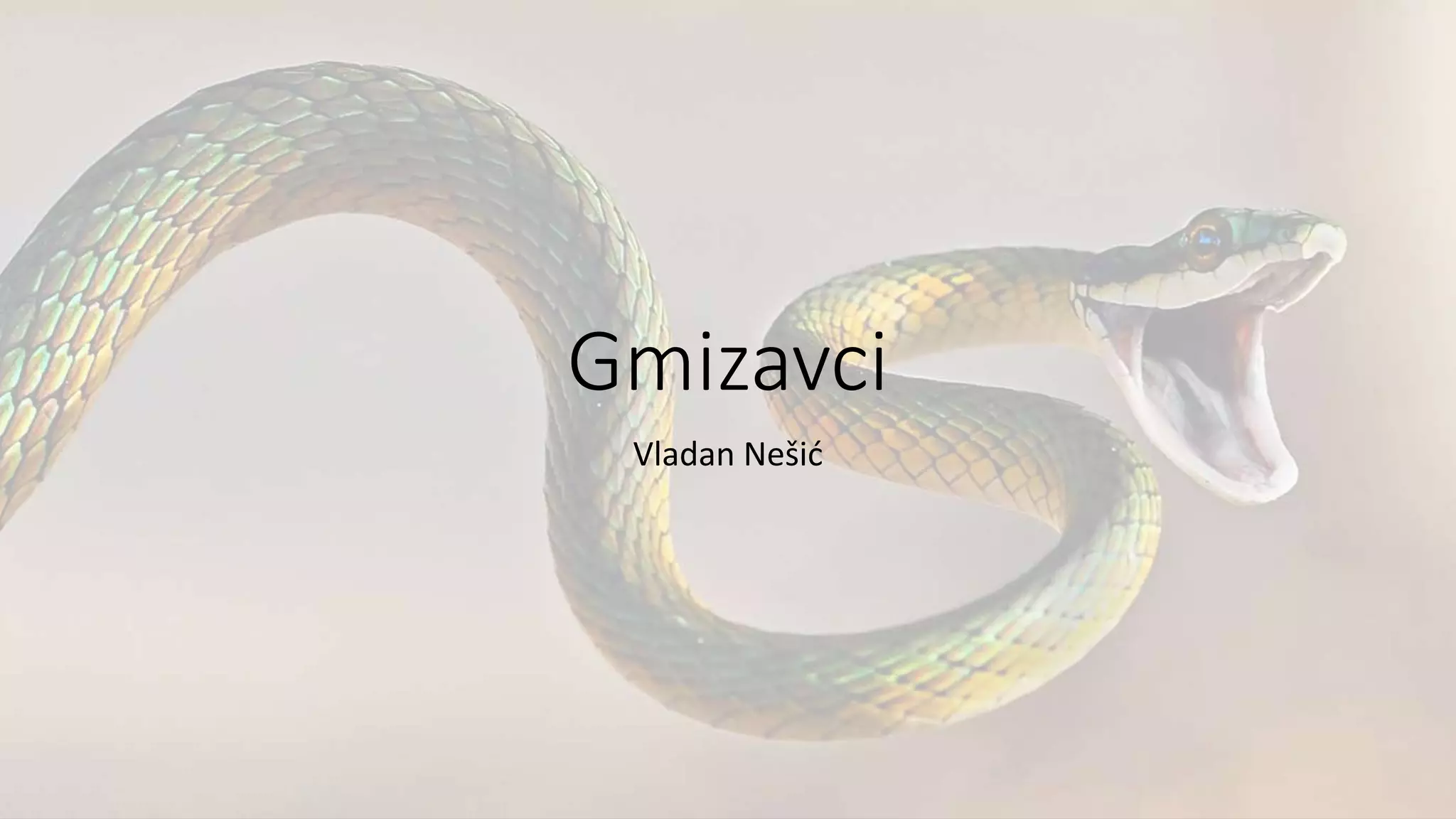 Gmizavci, građa, raznovrsnost i značaj | PPTX