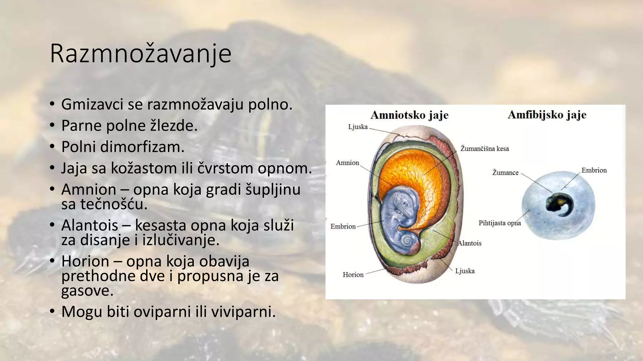 Gmizavci, građa, raznovrsnost i značaj | PPTX