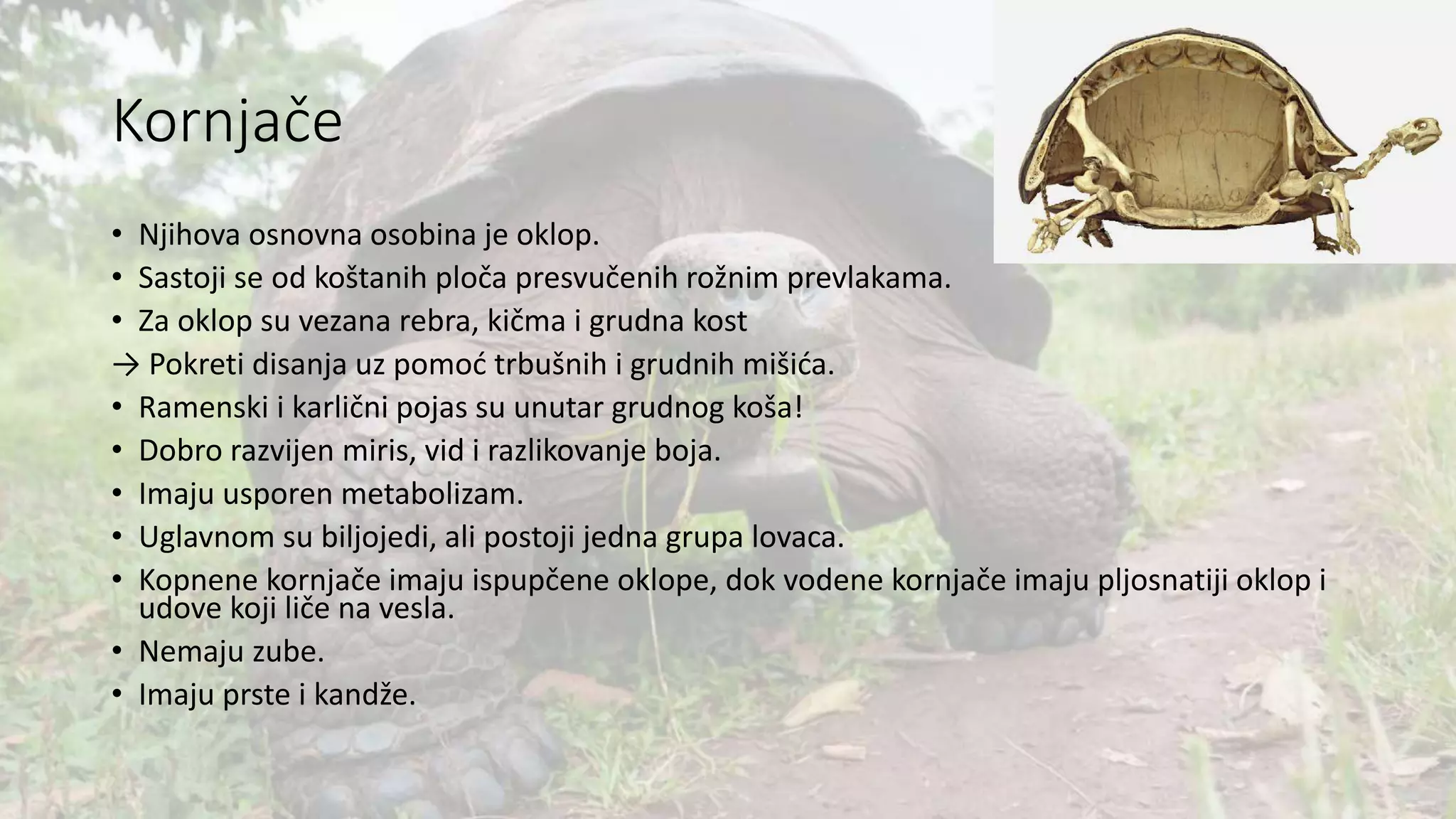 Gmizavci, građa, raznovrsnost i značaj | PPTX