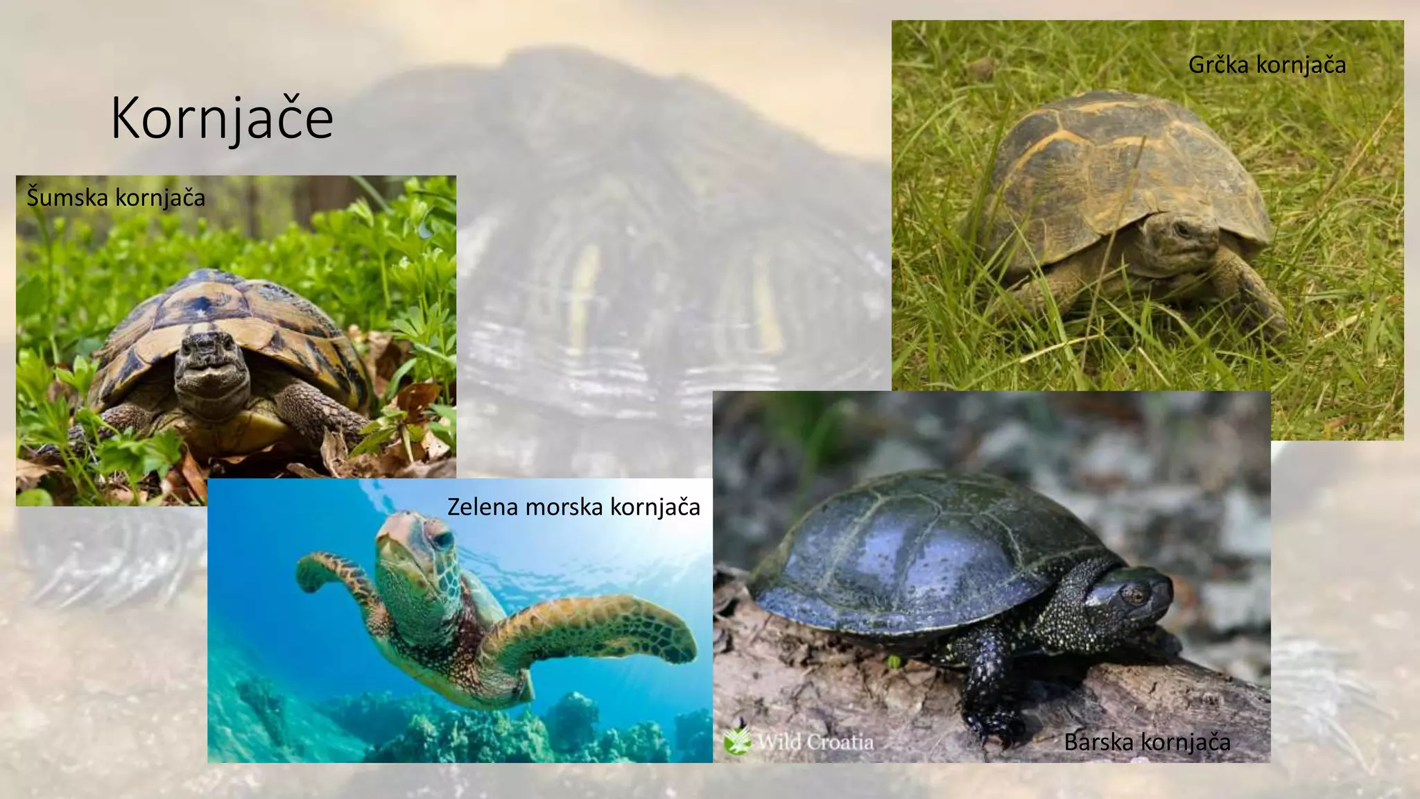 Gmizavci, građa, raznovrsnost i značaj | PPTX