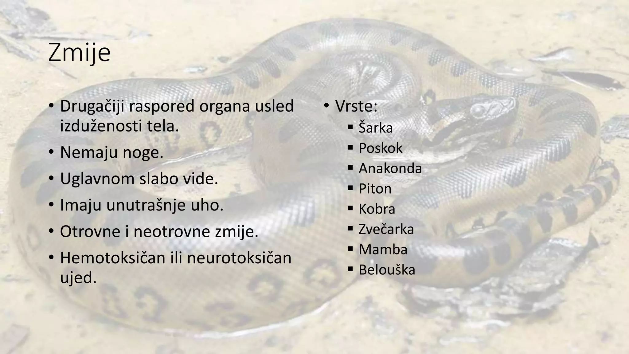 Gmizavci, građa, raznovrsnost i značaj | PPTX