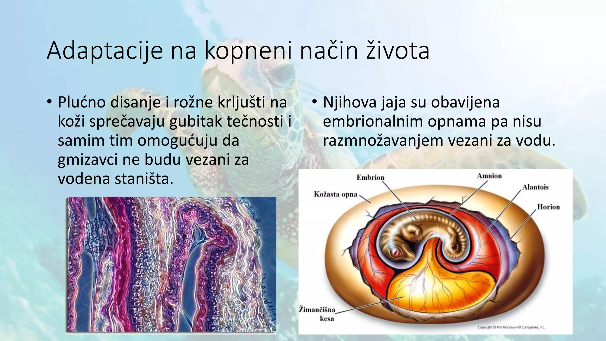 Gmizavci, građa, raznovrsnost i značaj | PPTX