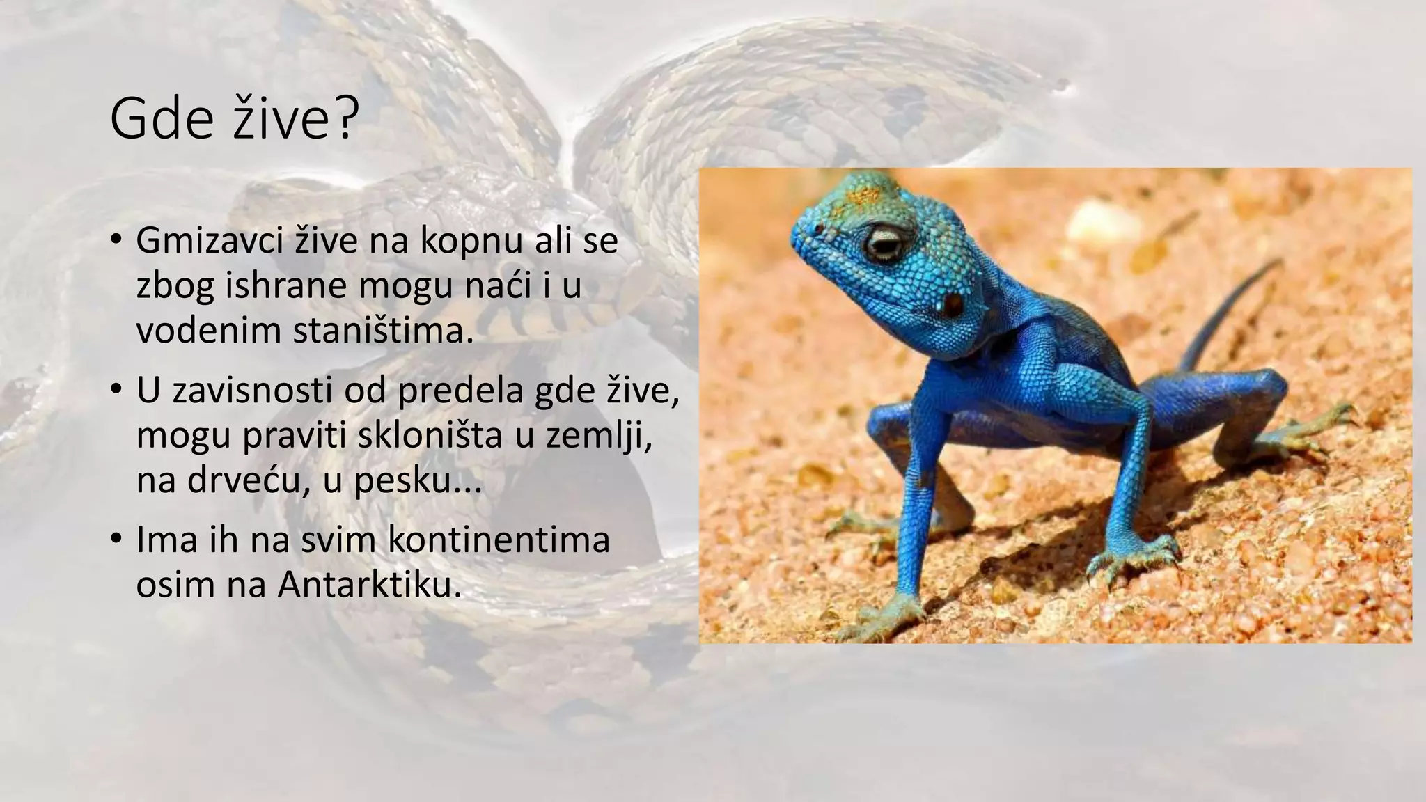 Gmizavci, građa, raznovrsnost i značaj | PPTX