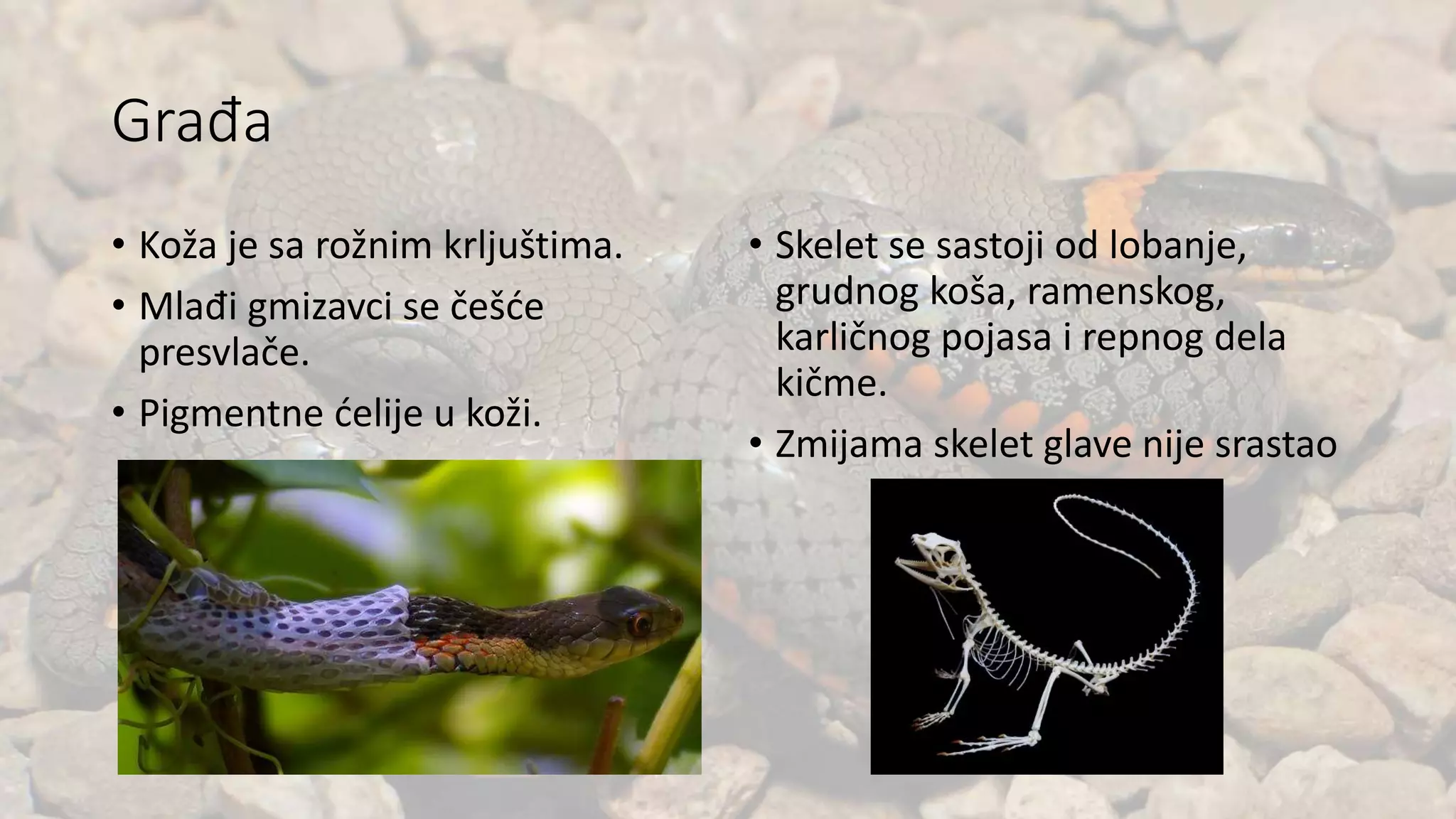 Gmizavci, građa, raznovrsnost i značaj | PPTX